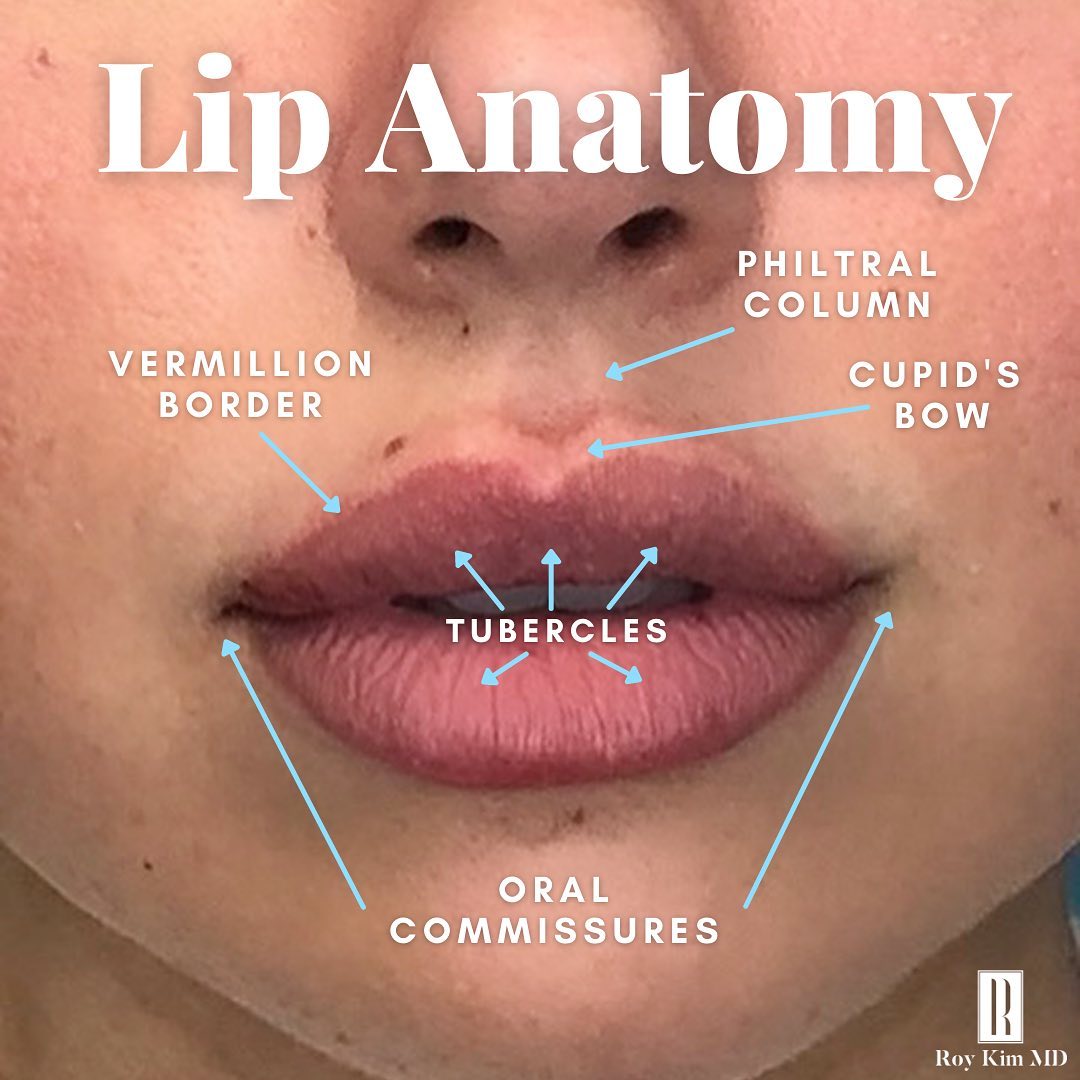 Here's What You Need To Know About Your Lip's Anatomy – Roy Kim, MD